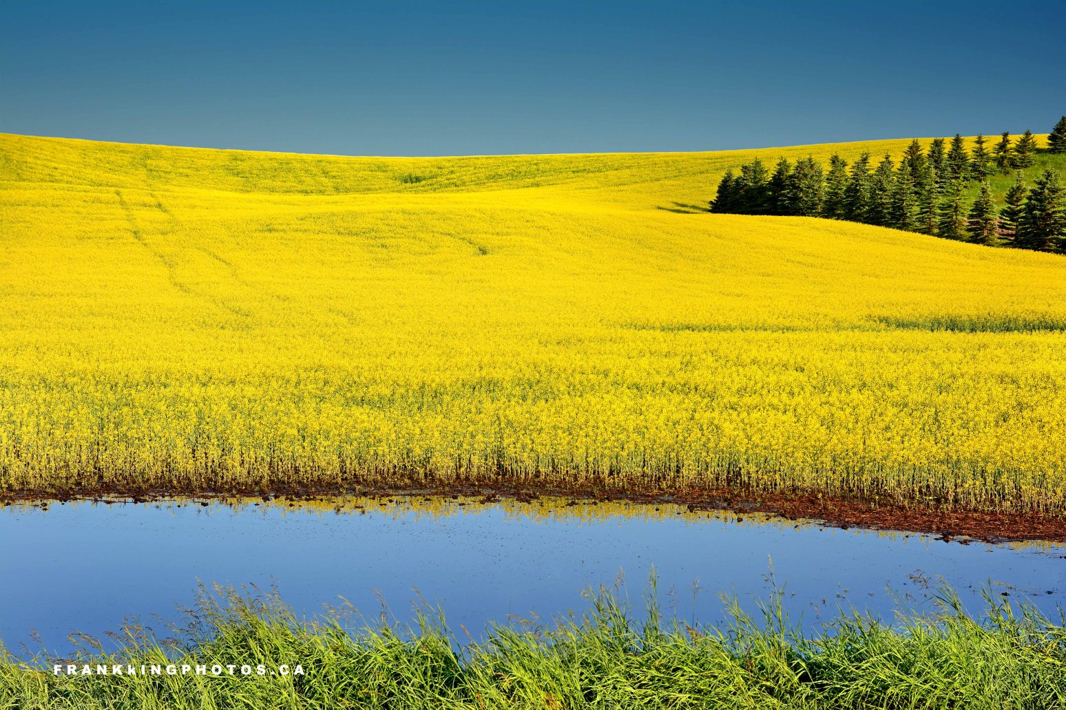 Rural landscapes: the rolling ocean of yellow | FRANK KING PHOTOS