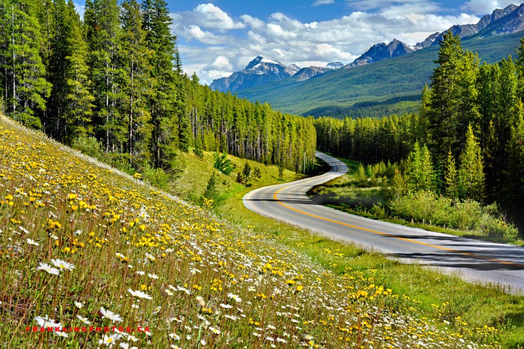 Rural landscapes: the road through summer flowers | FRANK KING PHOTOS