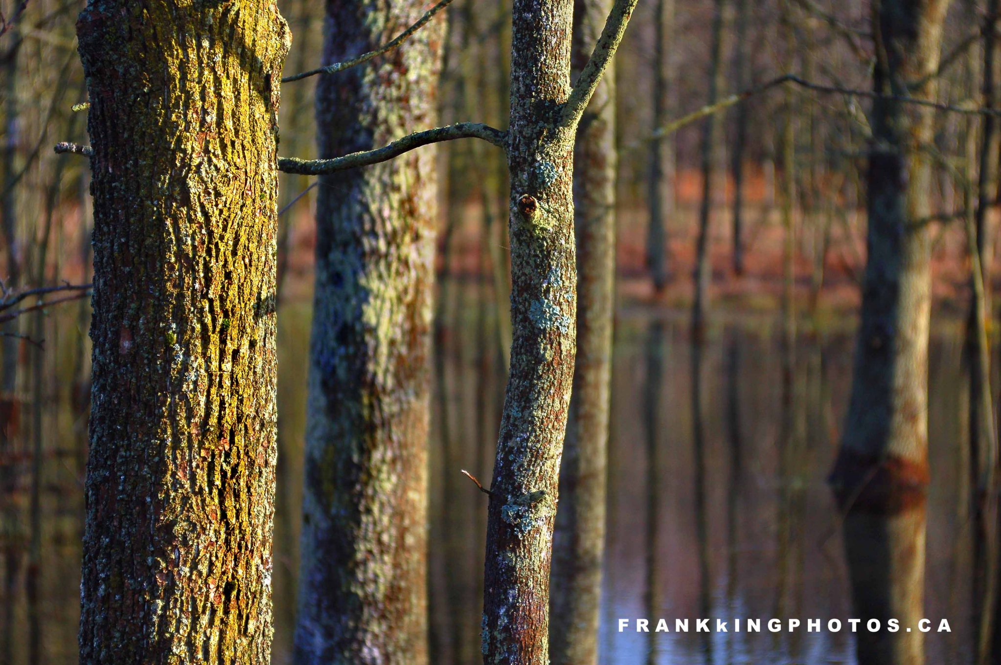 Natural landscapes: the trees of spring | FRANK KING PHOTOS