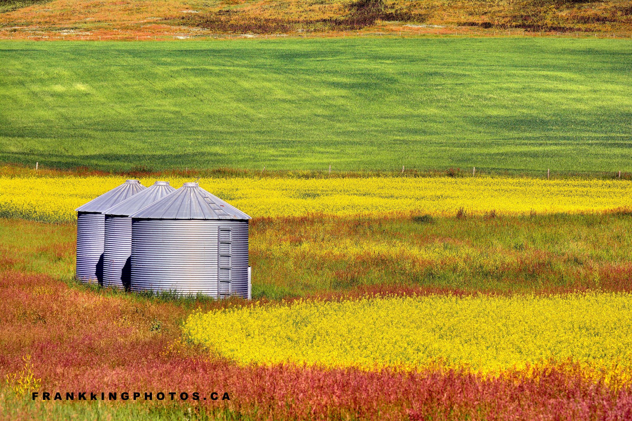Rural landscapes: the colours of summer | FRANK KING PHOTOS