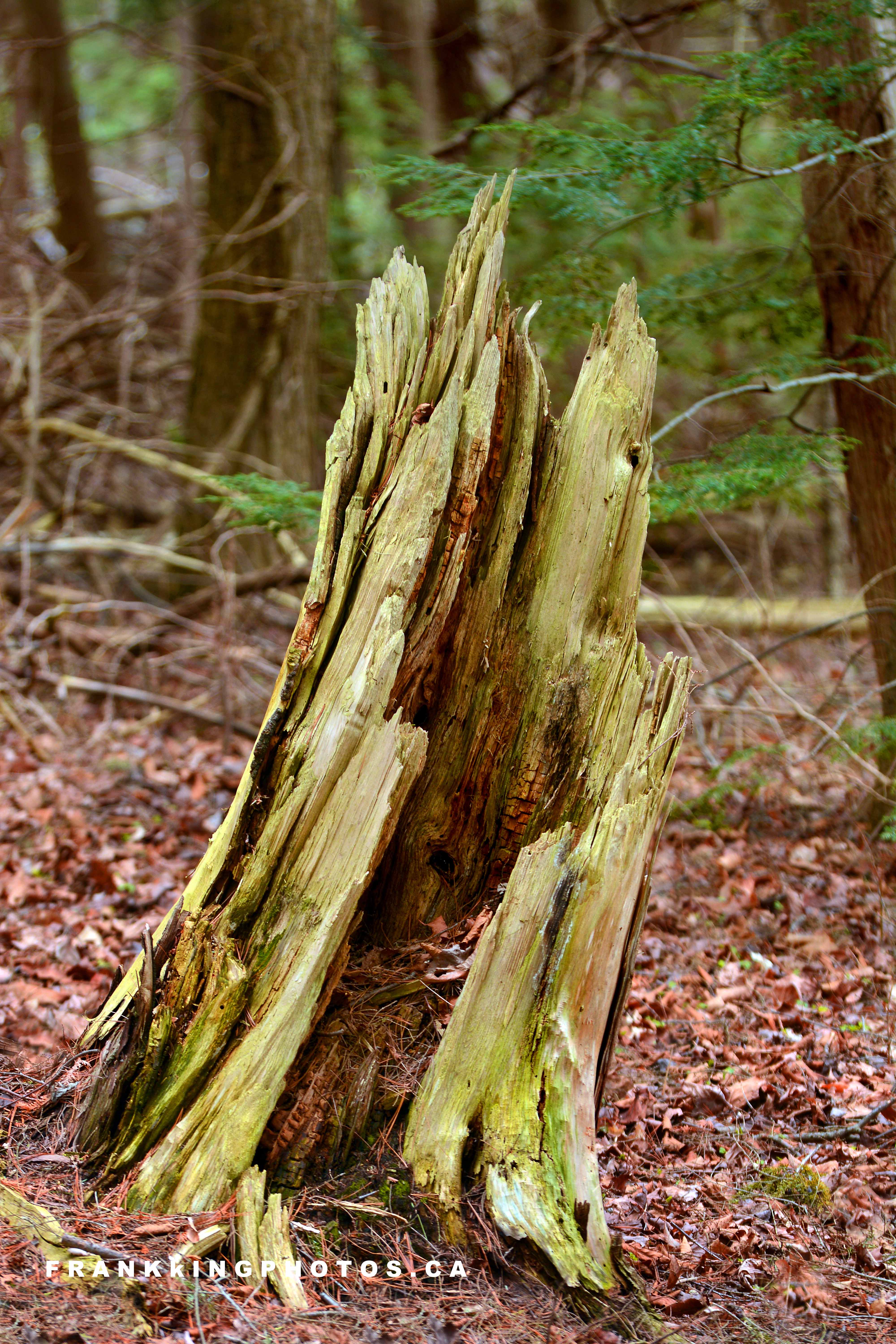 Natural landscapes: the artistic end of life | FRANK KING PHOTOS