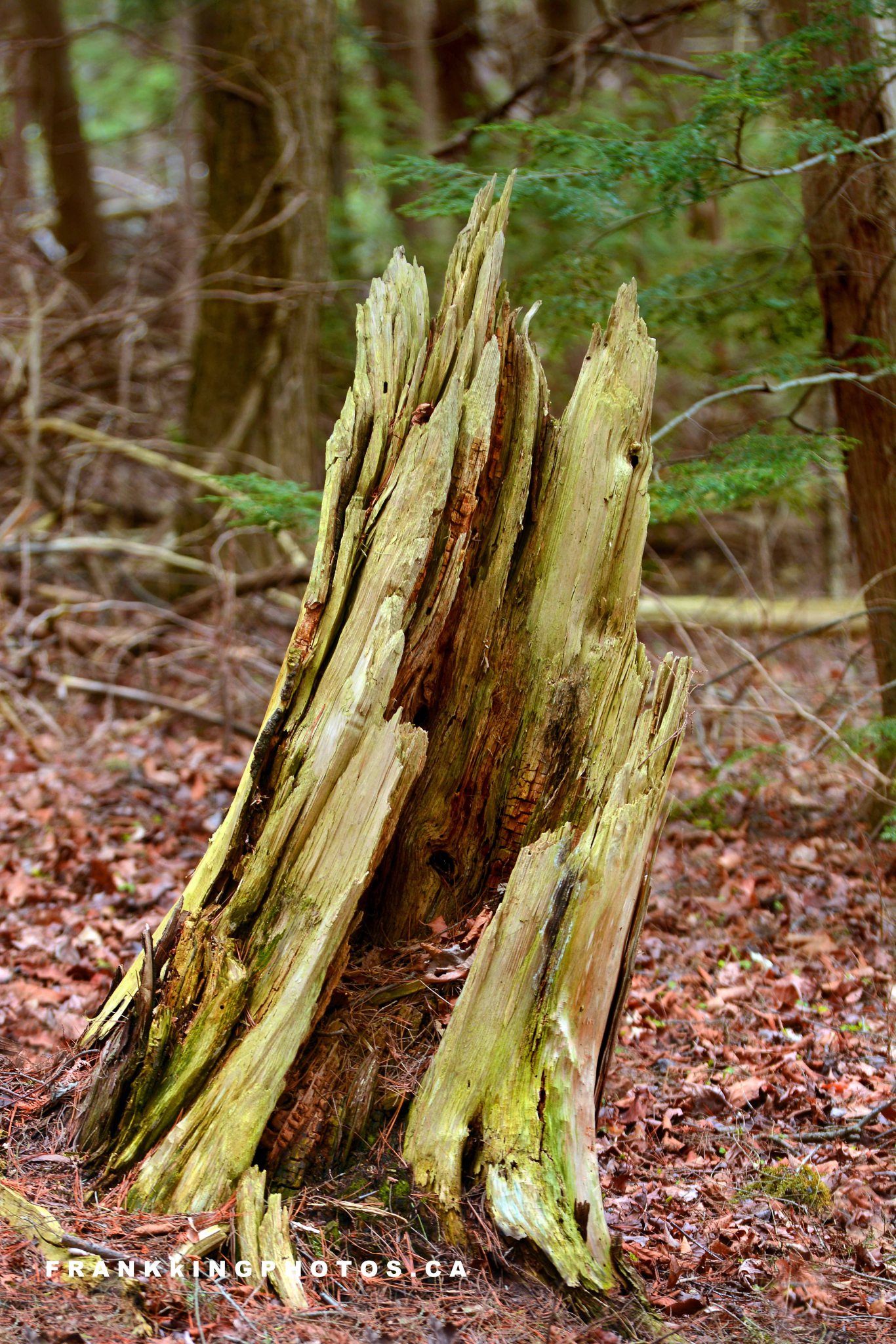 Natural landscapes: the artistic end of life | FRANK KING PHOTOS
